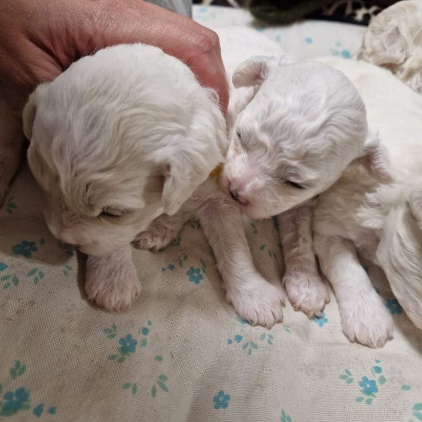 Собаки щенки Бишон Фризе