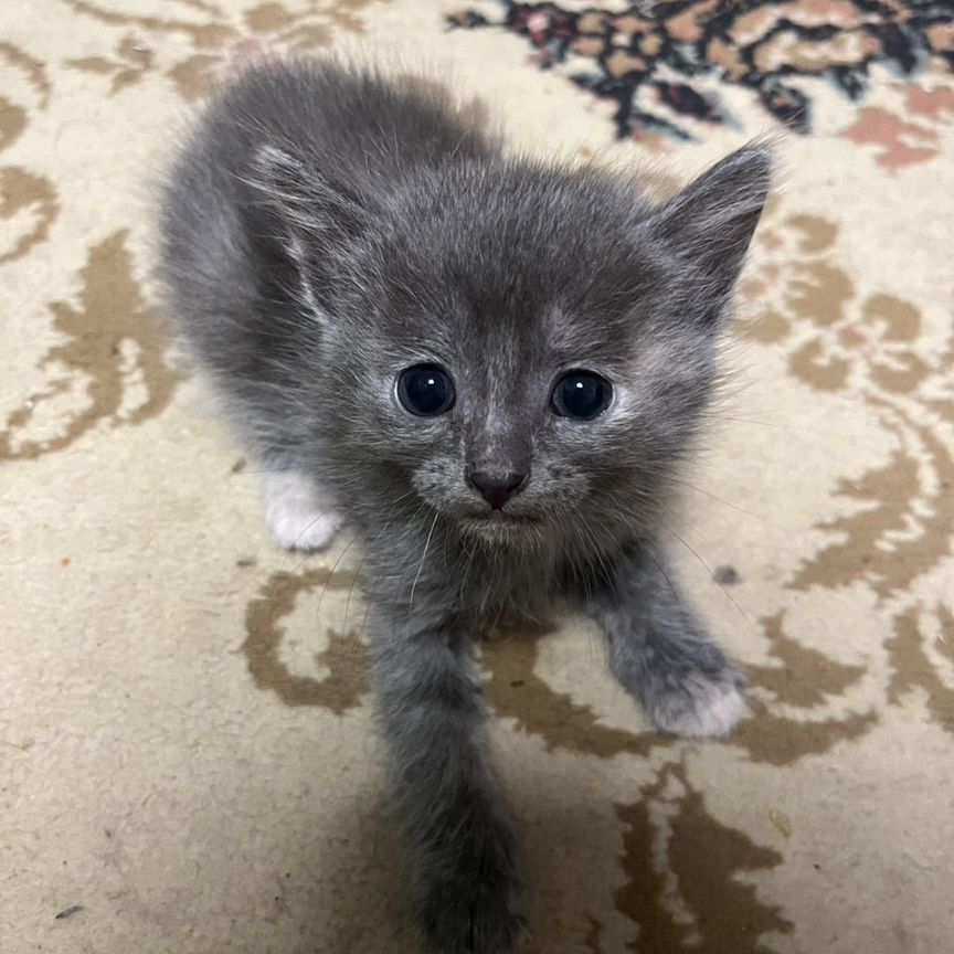 Котята Американский нибелунг