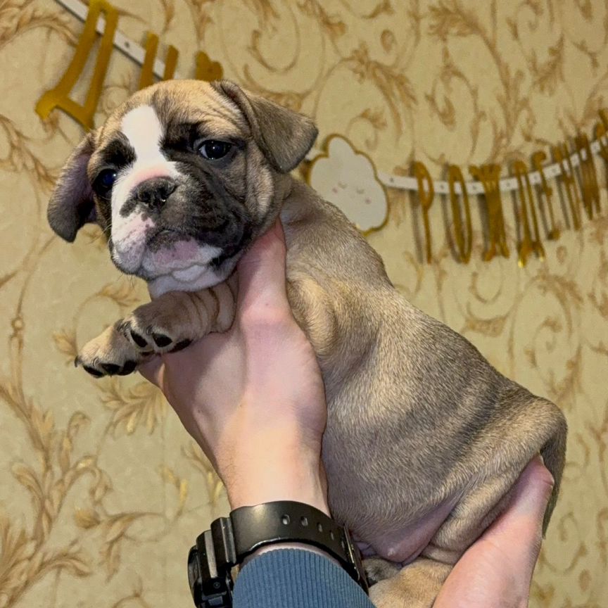 Французский бульдог девочка