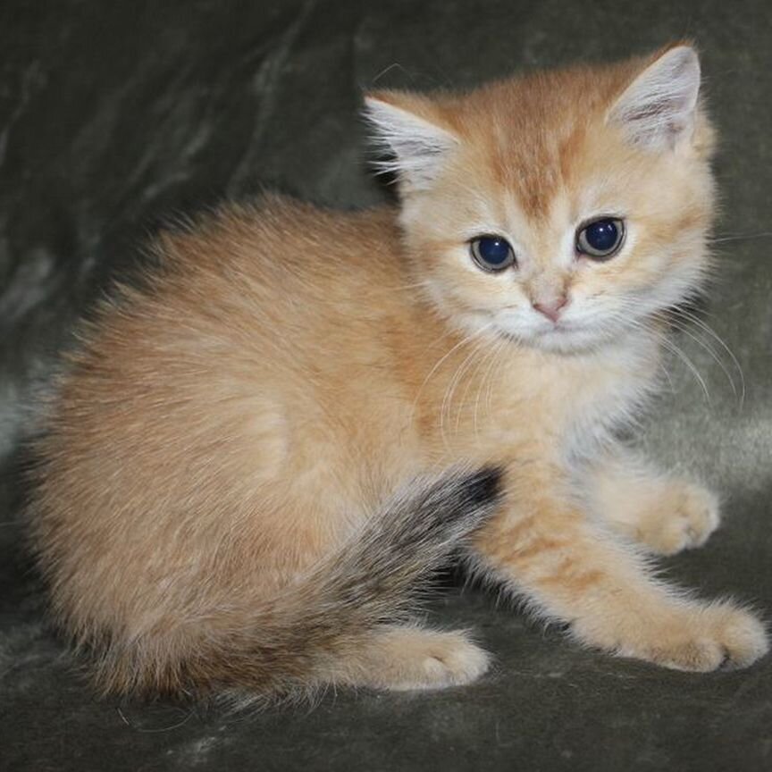 Шотландский прямоухий короткошёрстный котёнок