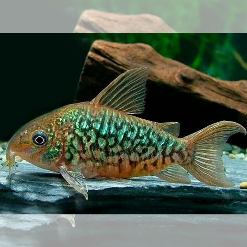 Коридорас С005 Пантаналенсинс