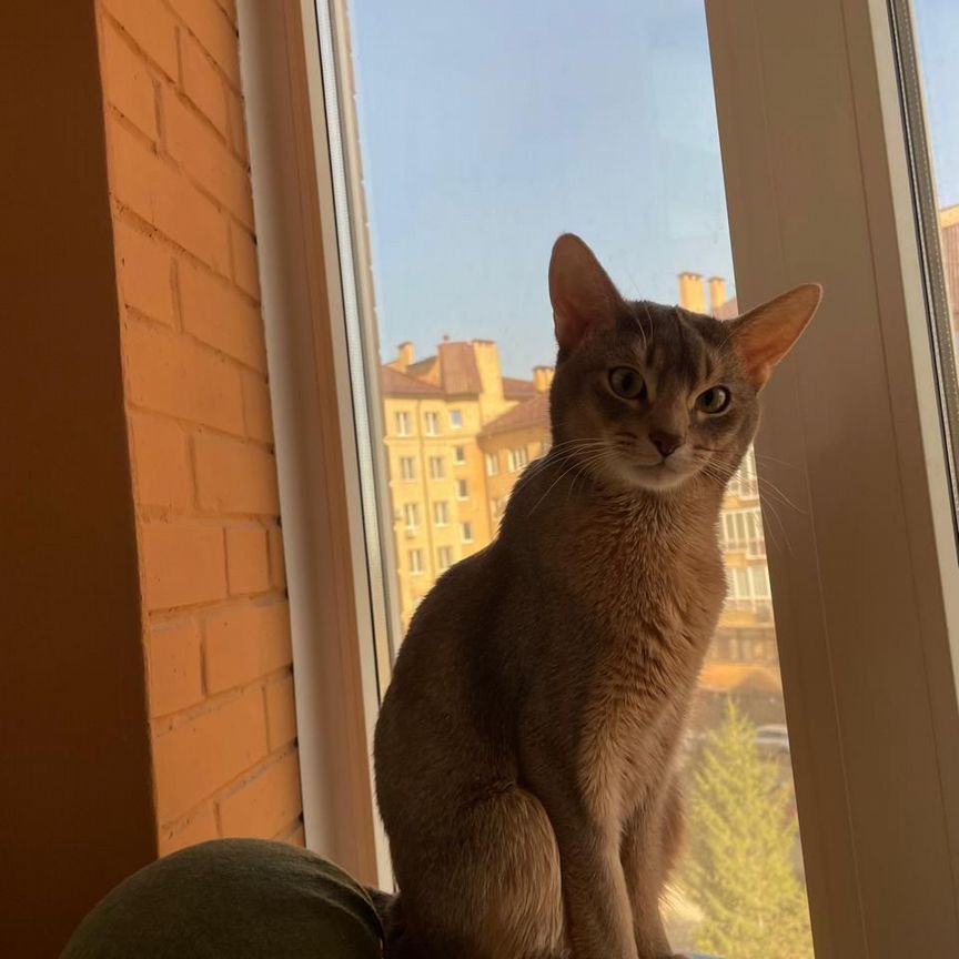 Случка абиссинец