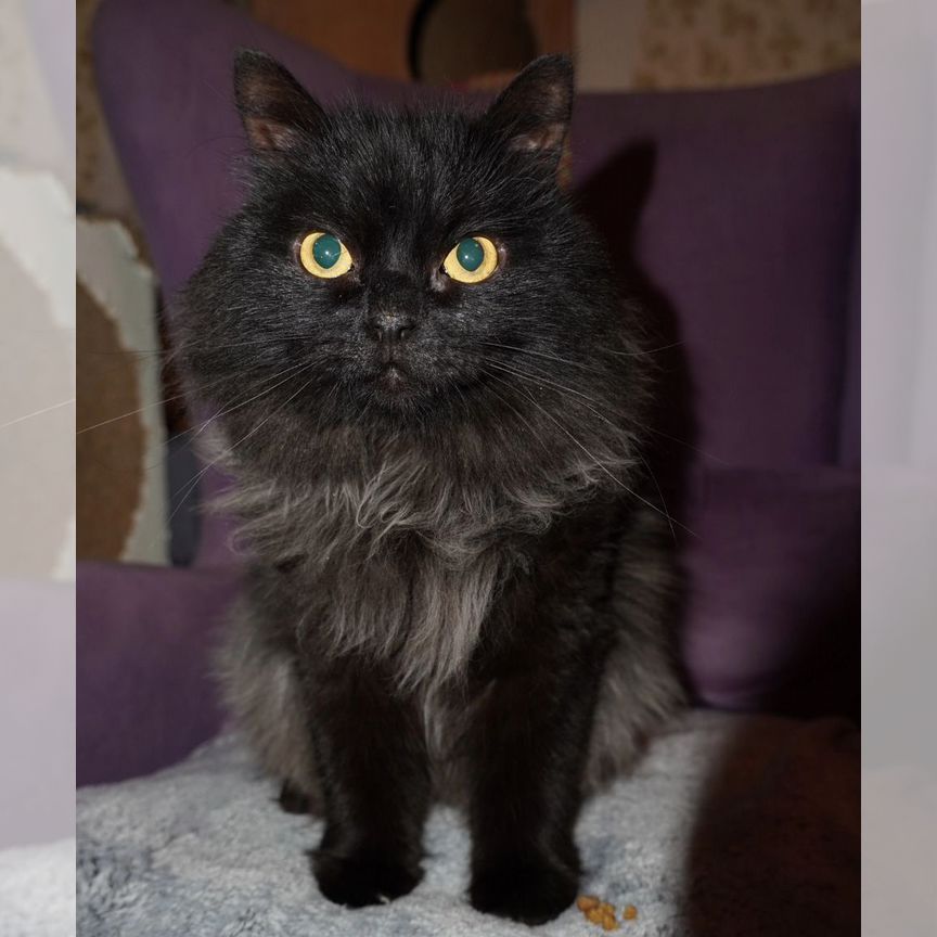Кот Бумер ждёт семью