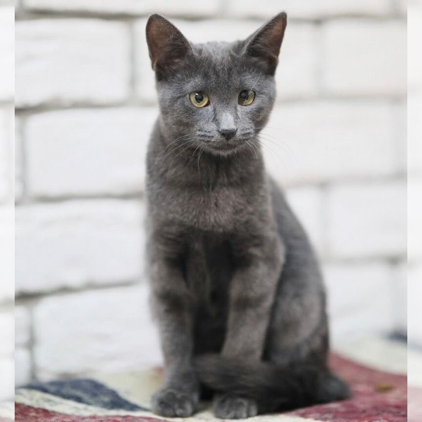 Русский голубой котёнок