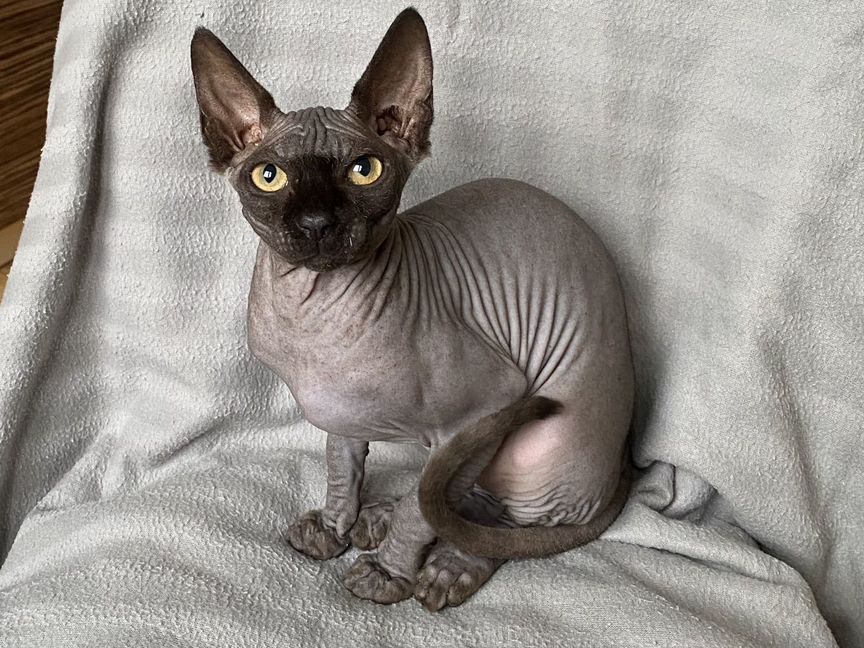 Замурчательные коты