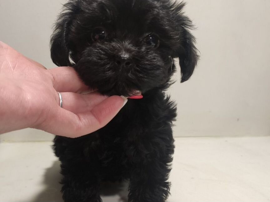 Собака мальтипу мини