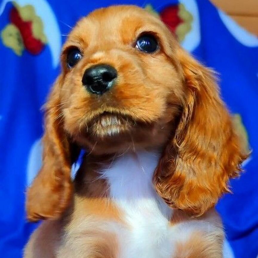 Английский кокер спаниель рыжий