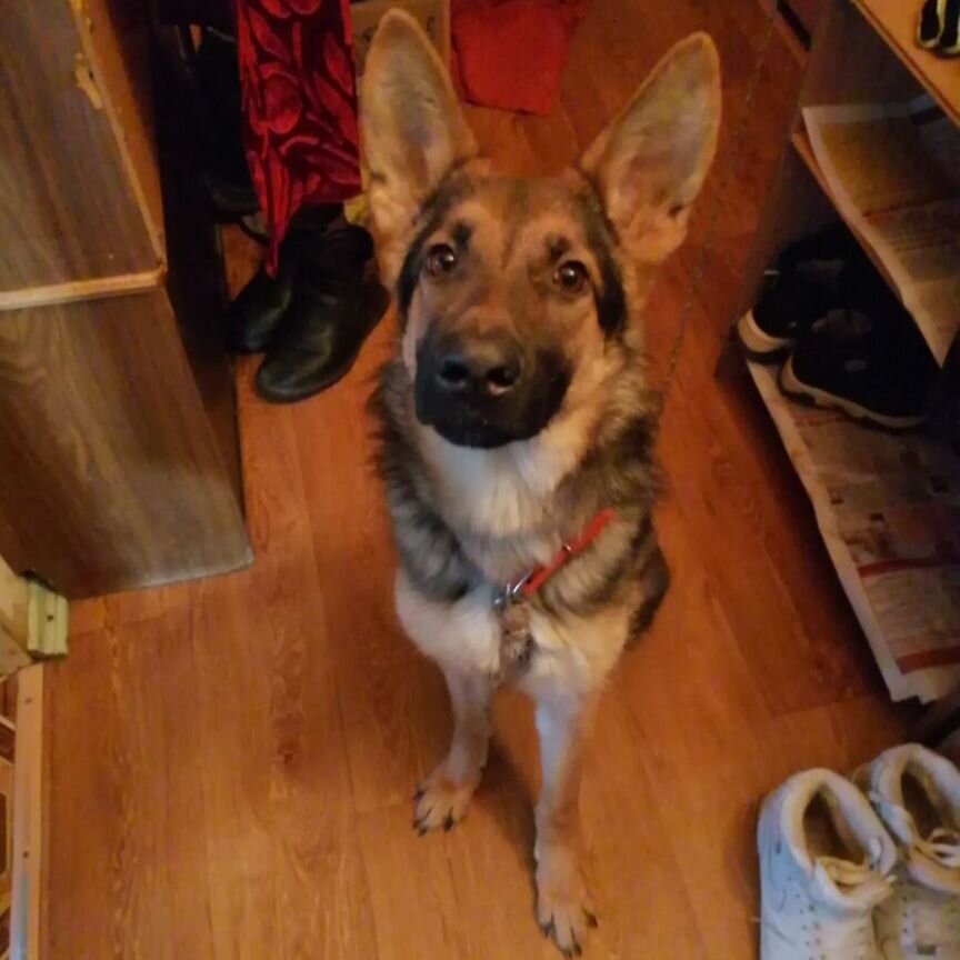 Немецкая овчарка