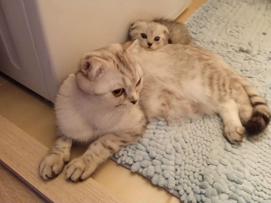 Шотландские вислоухие котята