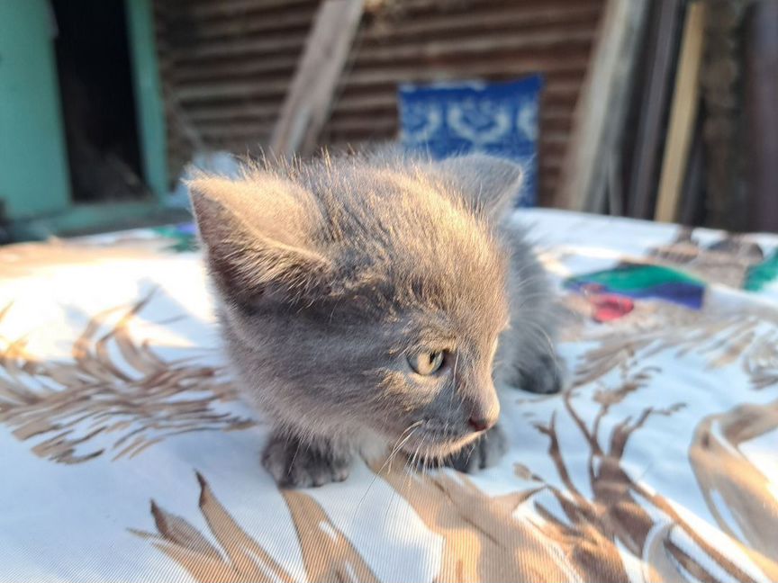 Милые котята ищут любящих мам и пап