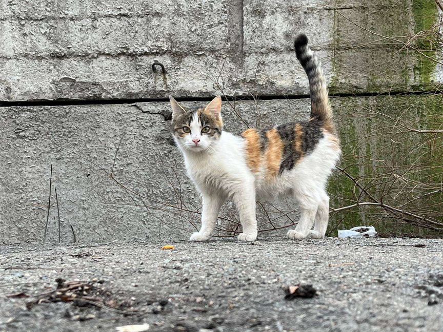 Котенок в добрые руки