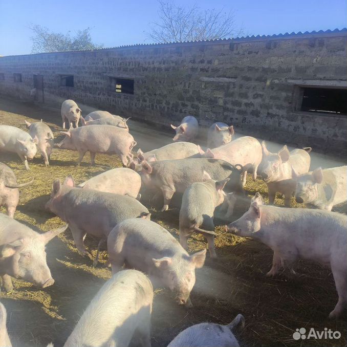 Свиньи живым весом