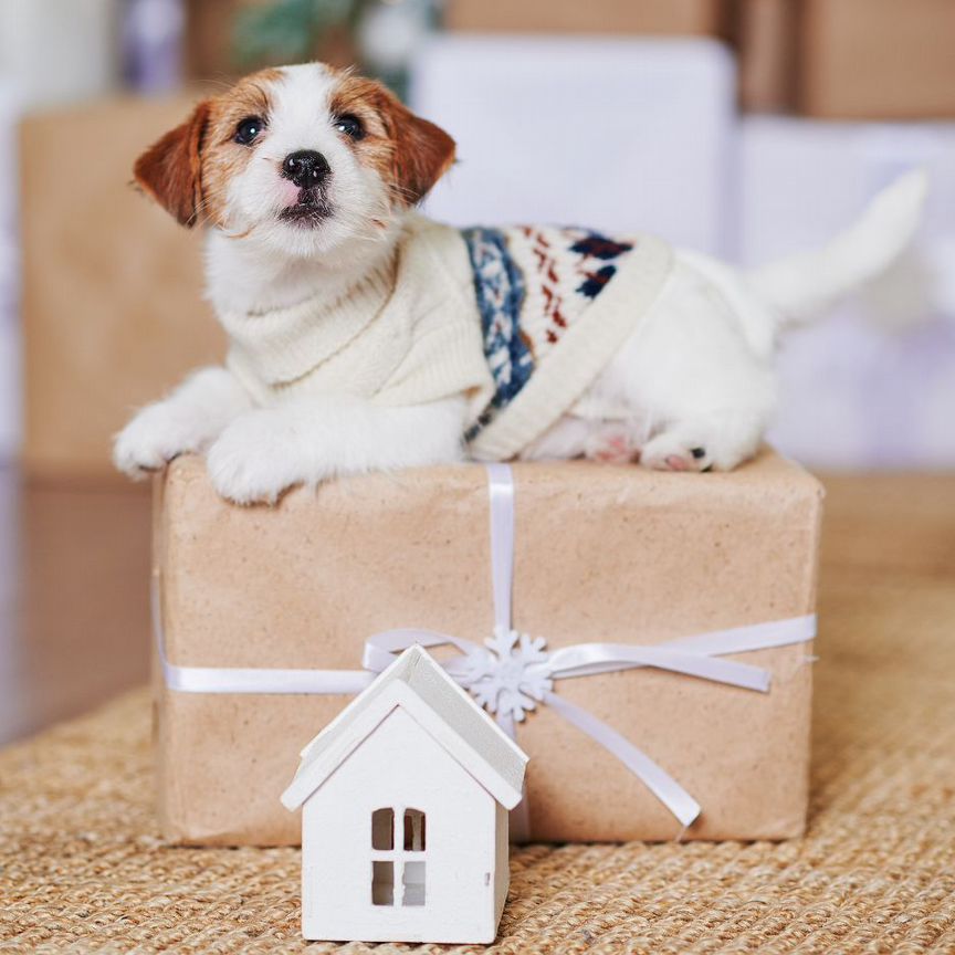 Джек-рассел-терьер, щенок