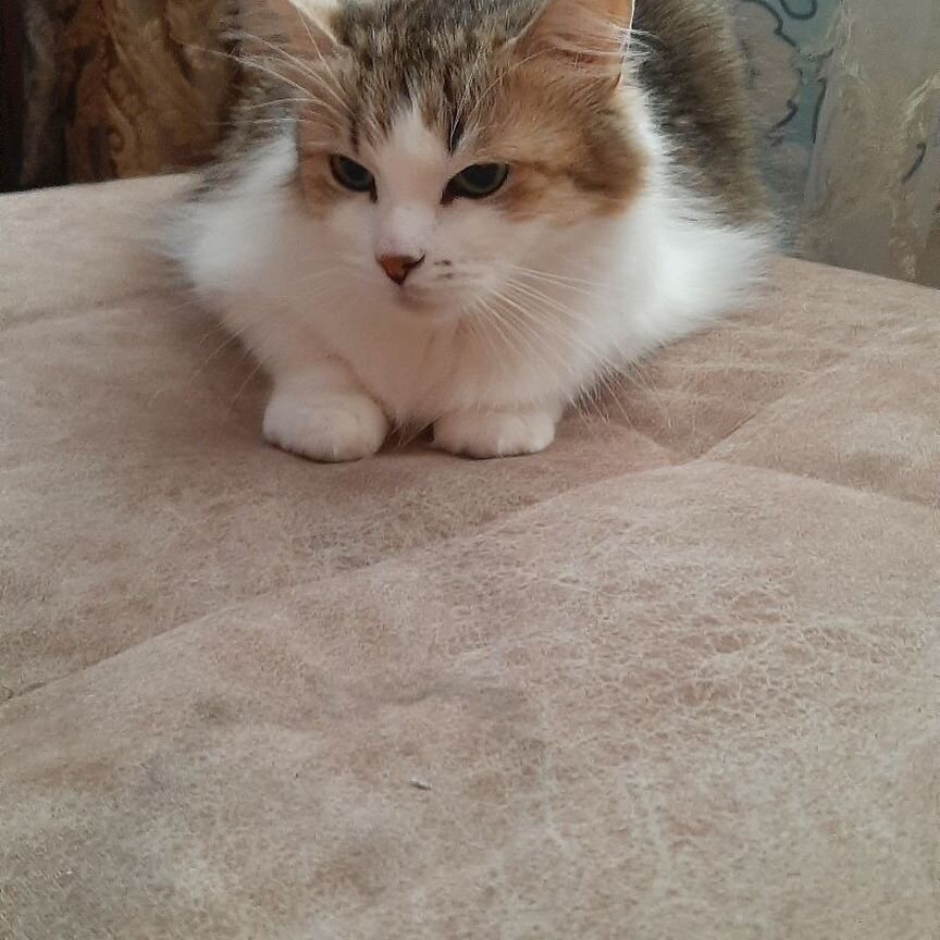 Кошки в добрые руки