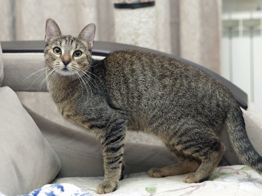 Котята в добрые руки Вжик