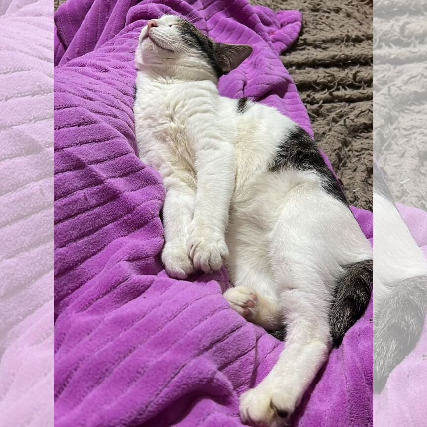 Мега ласковый котик Бузик в добрые руки