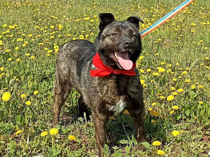 Некрупная собачка Глашенька