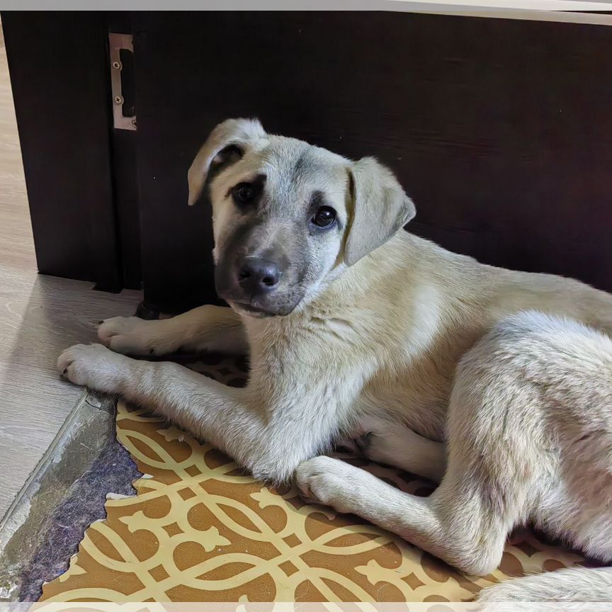 Щенок в добрые руки