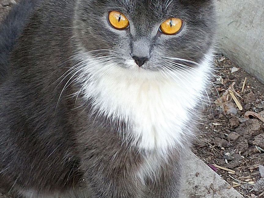 Кошка