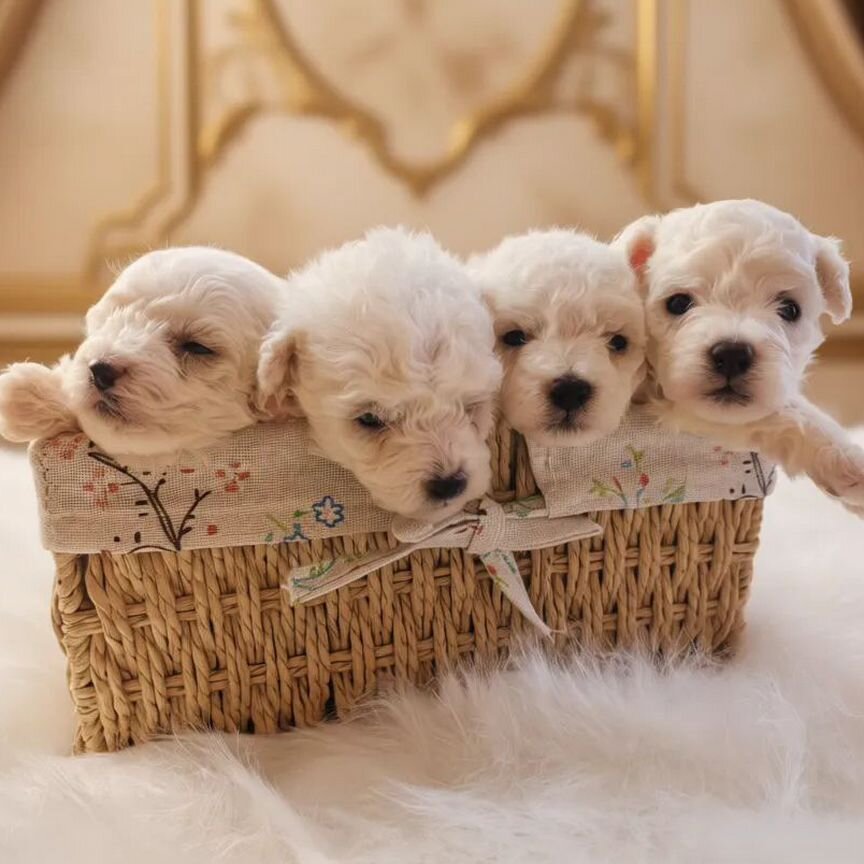 Бишон фризе, щенок