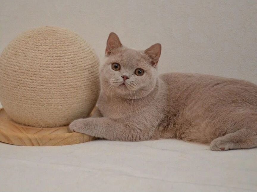 Британская