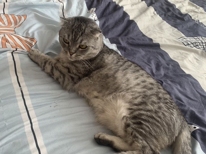 Кошка серая вислоухая