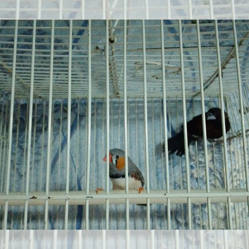 Японские амадины