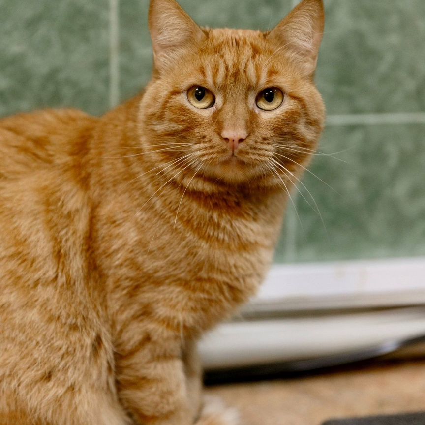 Серьезный котик Карл