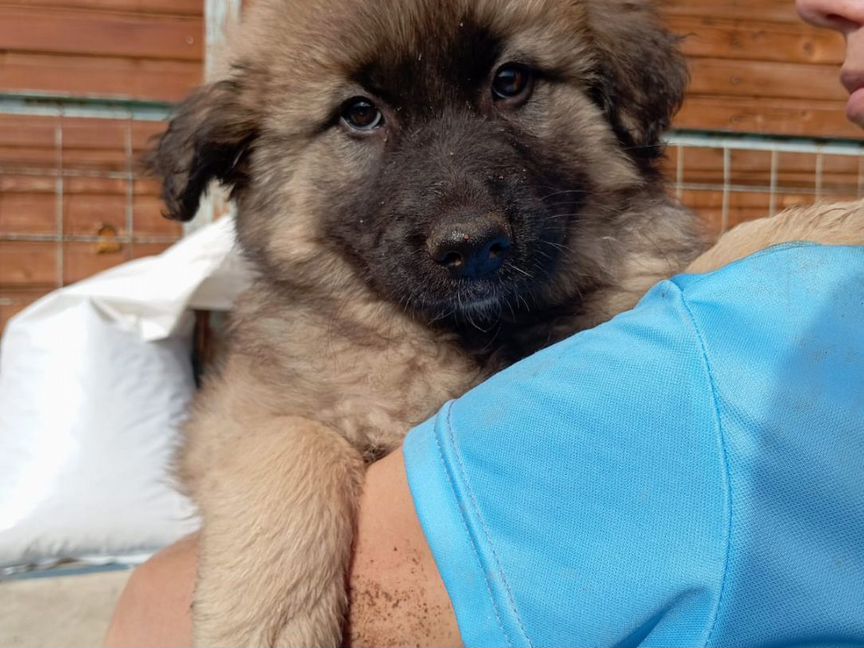 Щенки тостопопики попали в приют ждут родителей