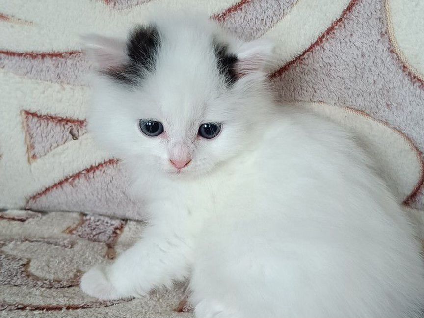 Котенок девочка