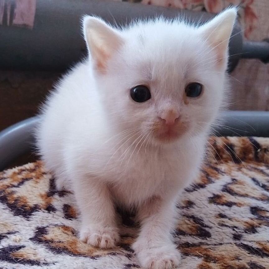 Отдам котенка