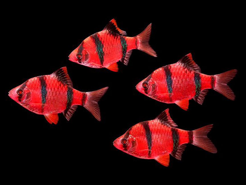 Барбус суматранский красный арбуз Glo Fish (Puntiu