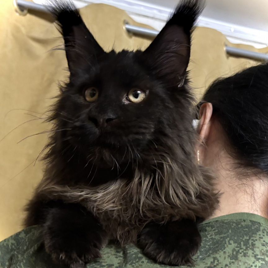 Мейн-кун котёнок