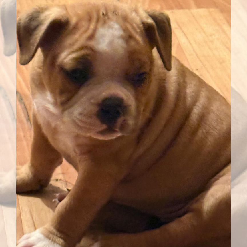 Американский булли, щенок