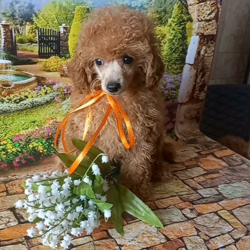 Той-пудель, щенок