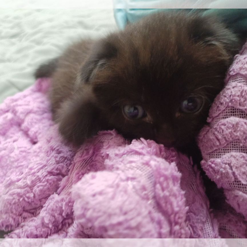 Котёнок в добрые руки