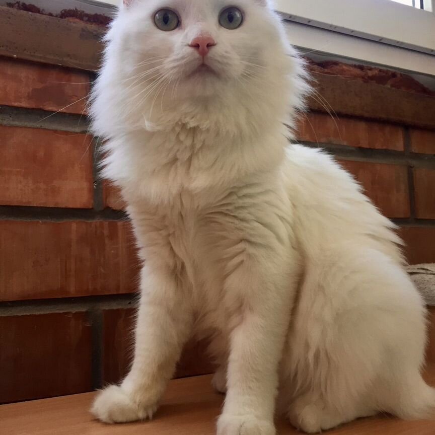 Котик в добрые руки