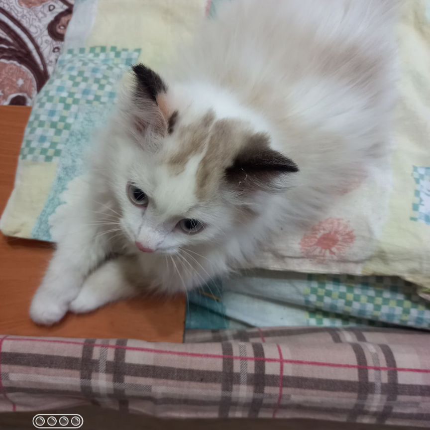 Кошечка