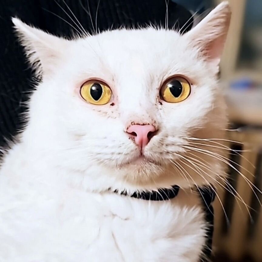 Взрослый кот в добрые руки