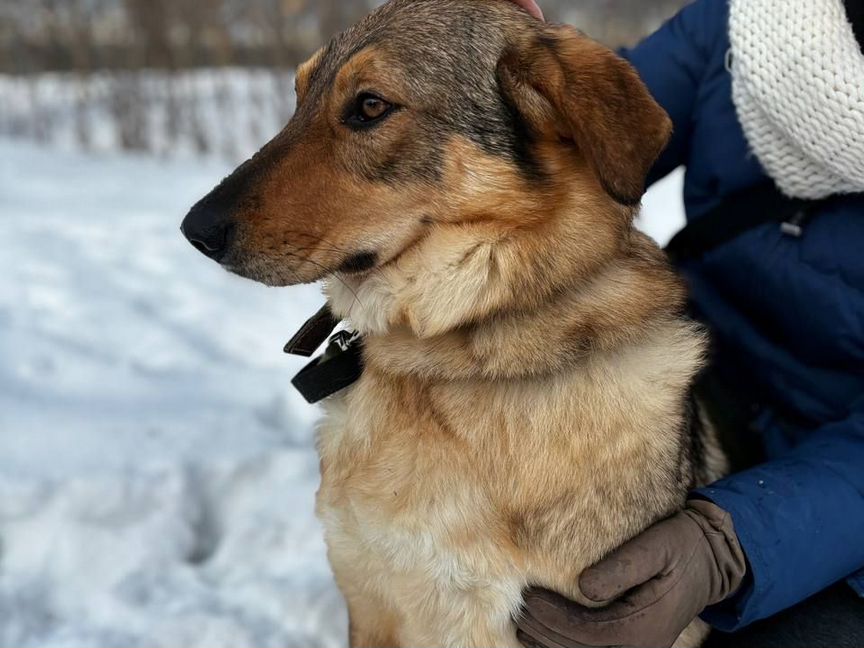 Лушенька из приюта ждет хозяина