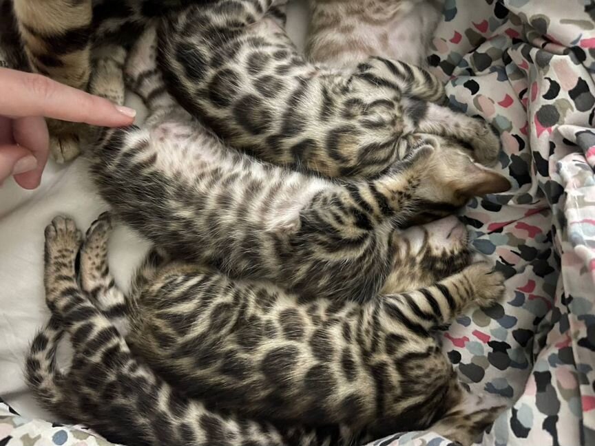 Бенгальские котята