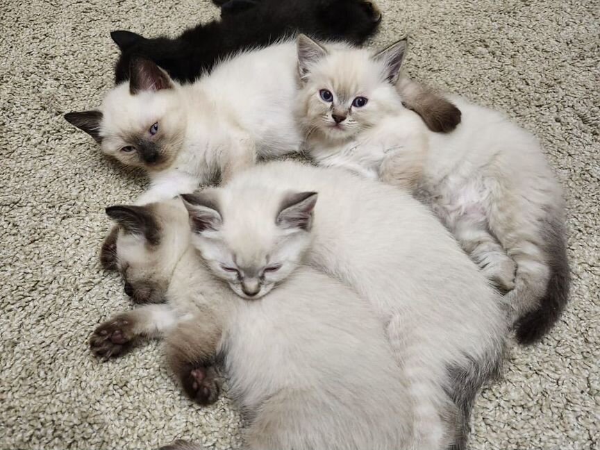 Котята милые