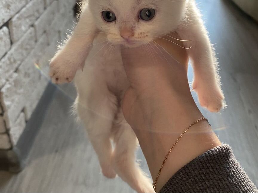 Шотландские-британские котята