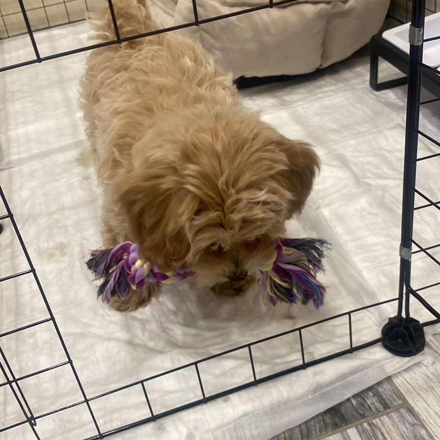 Щенок мальтипу мальчик