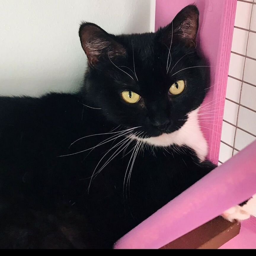 Кошечка в добрые руки