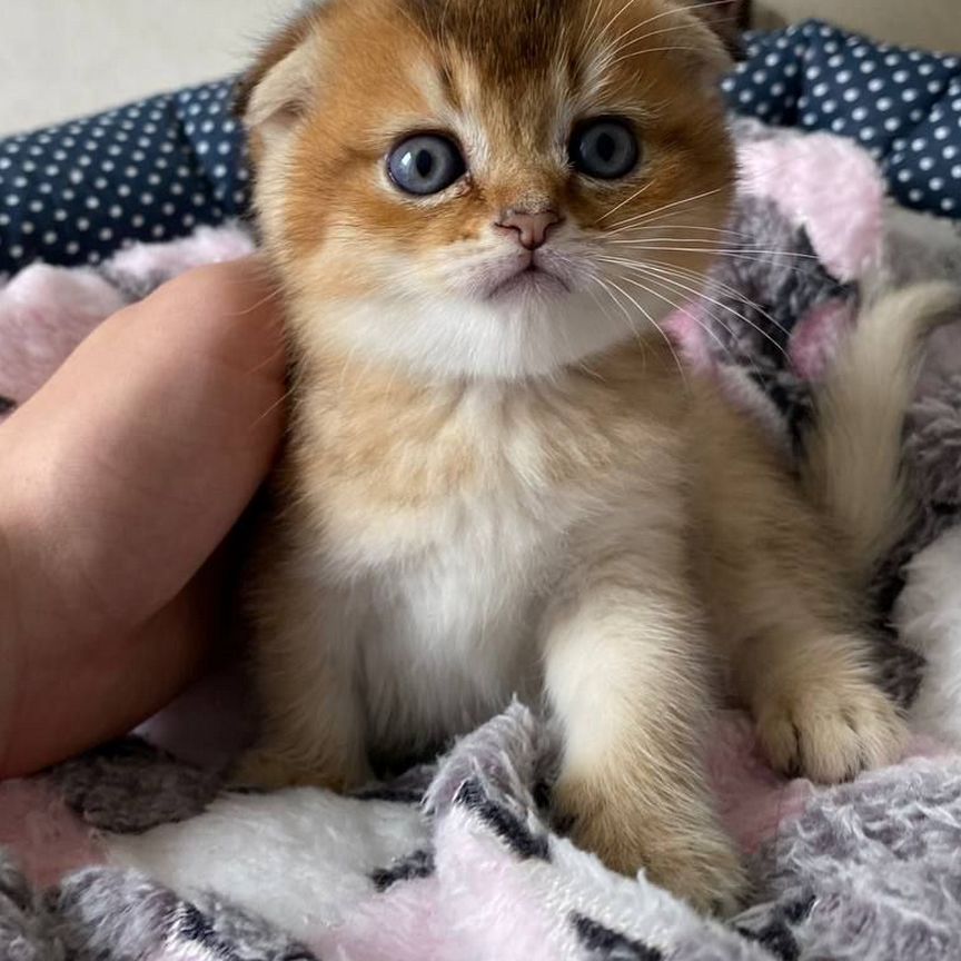 Шотландские котята золотая шиншилла