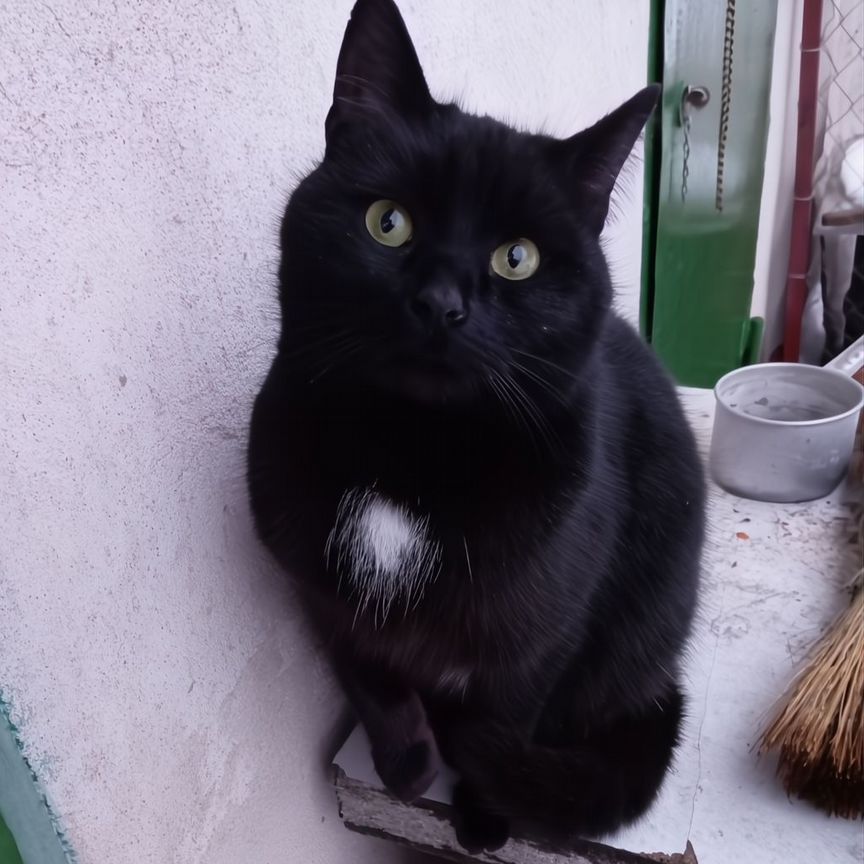 Взрослая, кошка в добрые руки