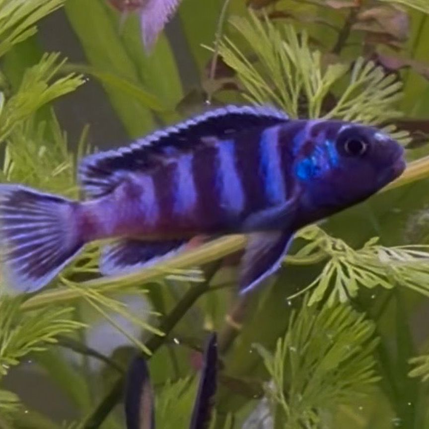 Рыбка аквариумная псевдотрофеус демасони цихлида