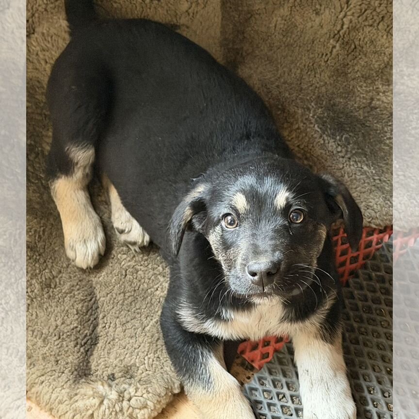 Немецкая овчарка, щенок