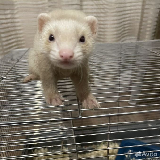 Хорек белый с клеткой